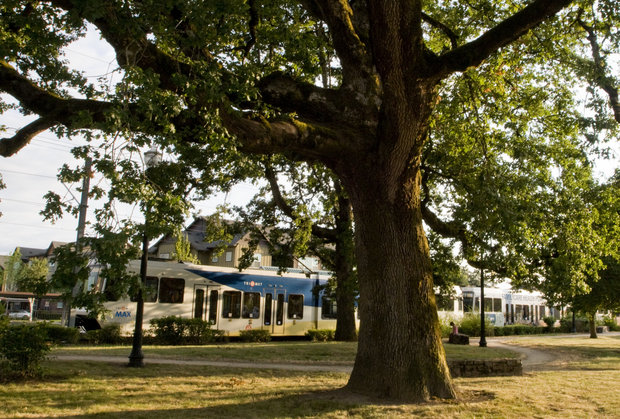 Tree Trimming; when is the best time to trim oak trees? – Tree Service ...